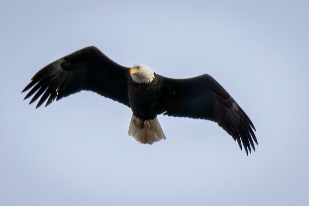 eBird Checklist - 27 Nov 2025 - Struble Lake - 4 species