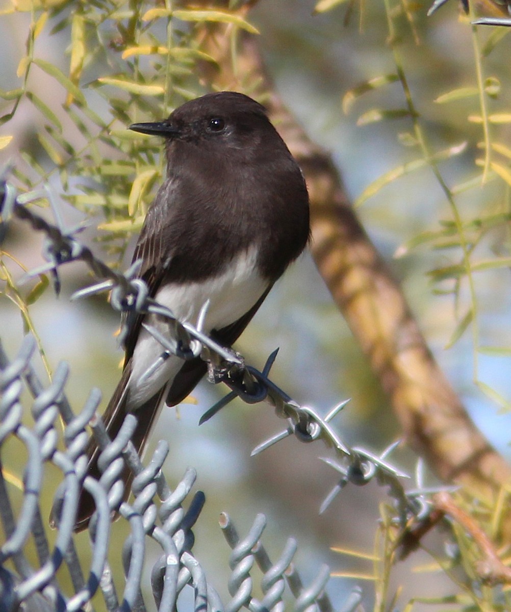 eBird Checklist - 27 Nov 2025 - Picacho Hills - 29 species