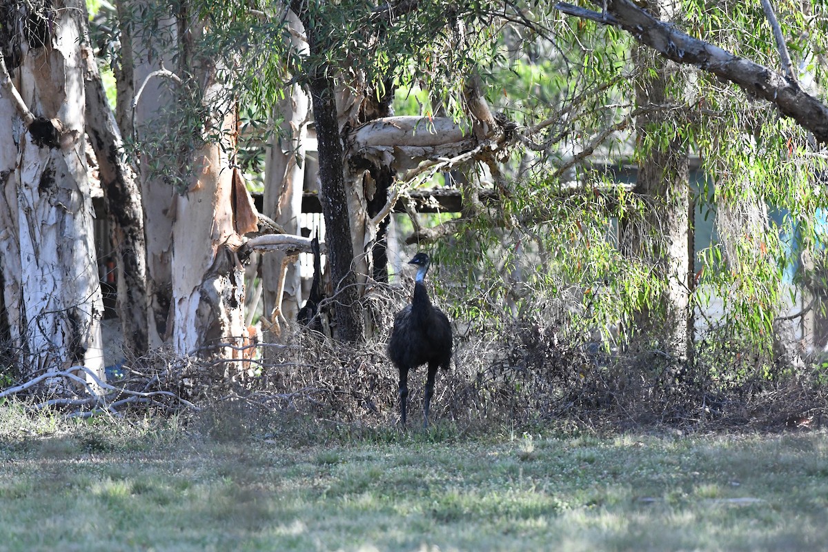 eBird Checklist - 4 Sep 2023 - Mareeba Rodeo Grounds - 25 species