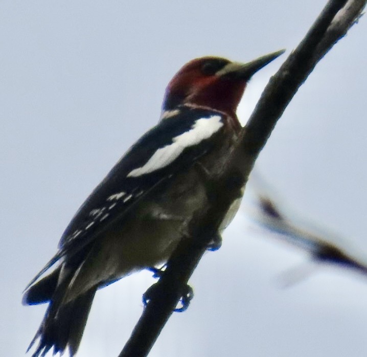 eBird Checklist - 27 Nov 2025 - Henderson Park - 21 species