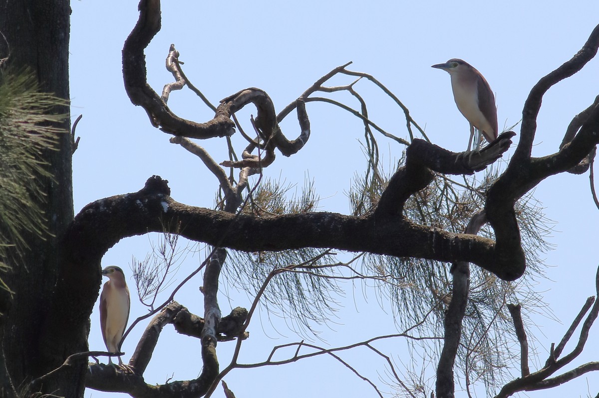 eBird Checklist - 12 Oct 2025 - Fuller Dr, Dunmore - 25 species (+1 ...