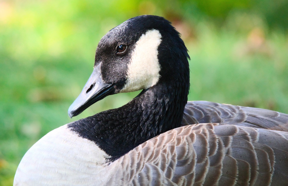 eBird Checklist - 26 Sep 2025 - MSU--Red Cedar River/Farm Ln. bridge ...