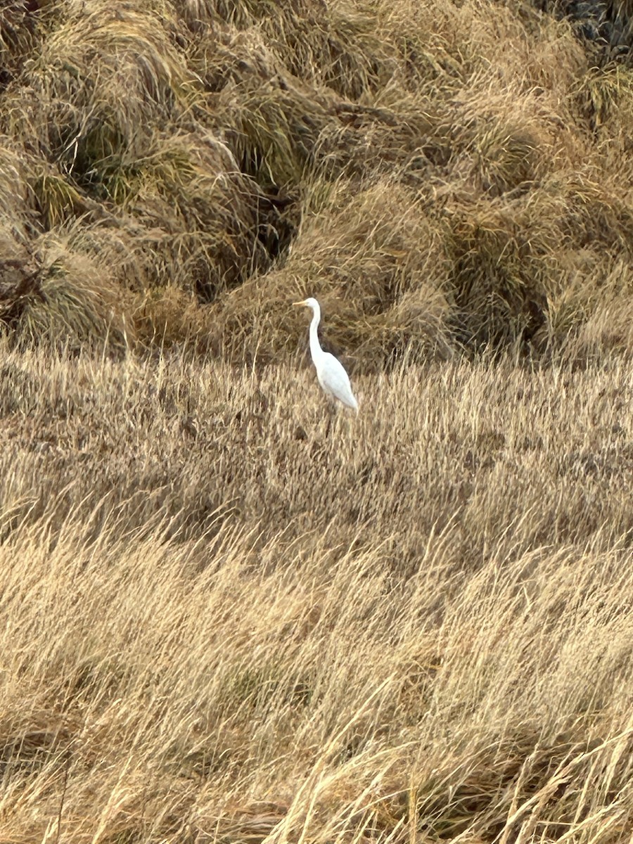 ML646006110 - Great Egret (alba) - Macaulay Library