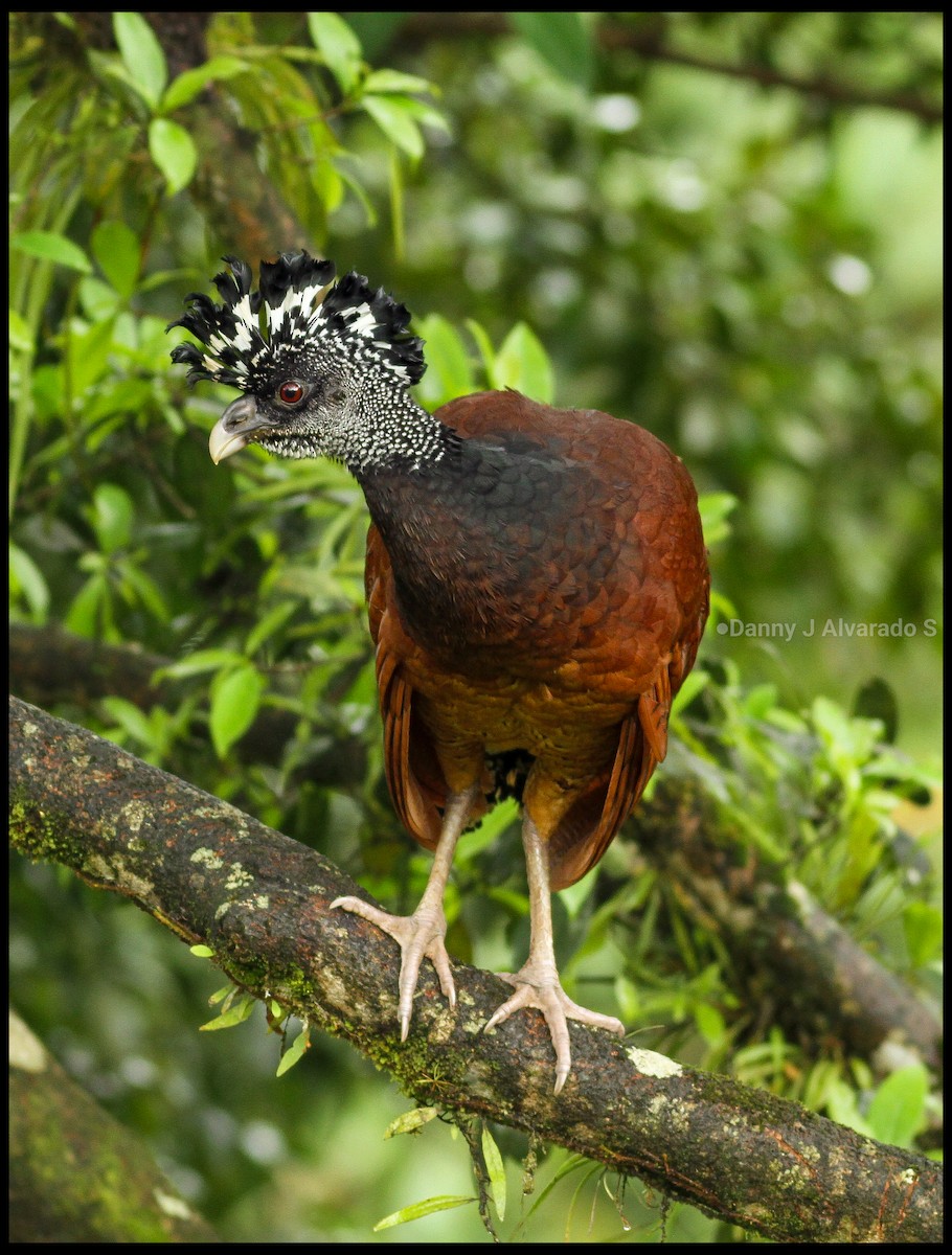 eBird Checklist - 28 Nov 2025 - Arenal Observatory Lodge--access rd ...