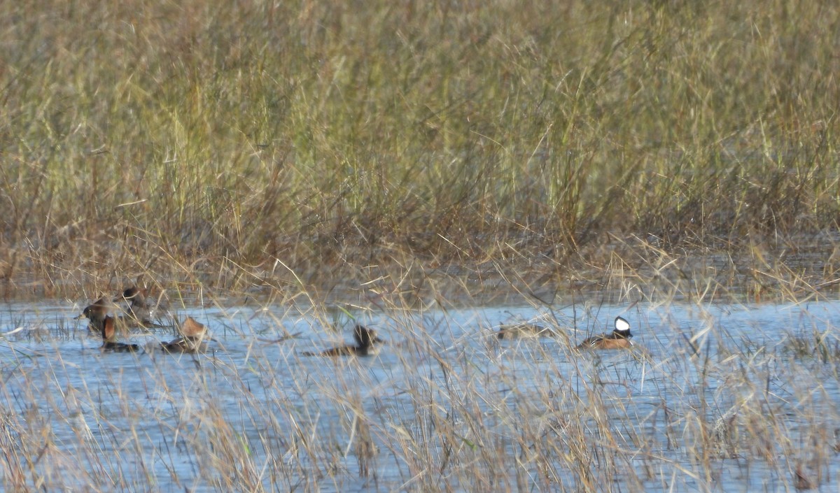 eBird Checklist - 29 Nov 2025 - Conner Preserve - 28 species