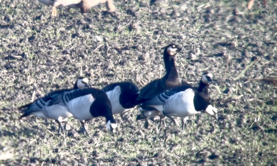 Barnacle x Red-breasted Goose (hybrid) - eBird