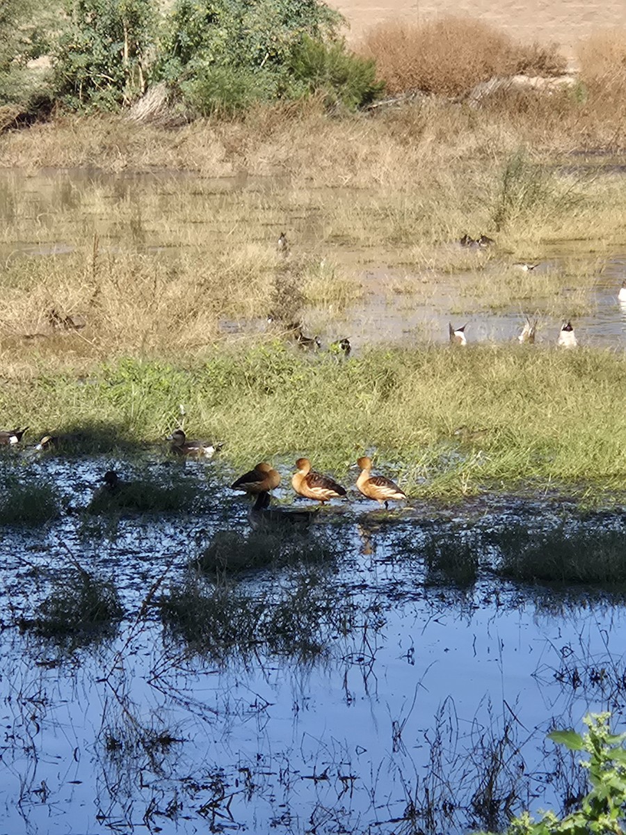 eBird Checklist - 29 Nov 2025 - Higley and Ocotillo Rds. ponds - 45 species