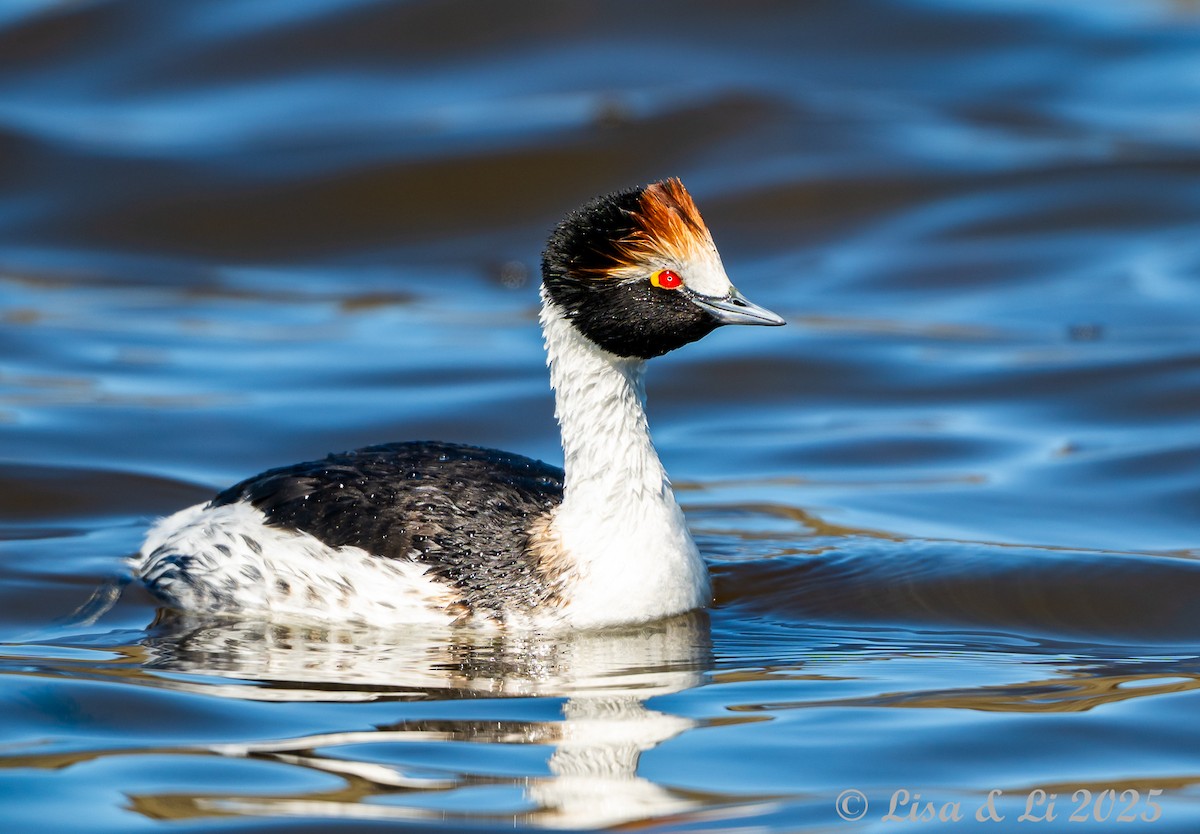 ML646060779 - Hooded Grebe - Macaulay Library