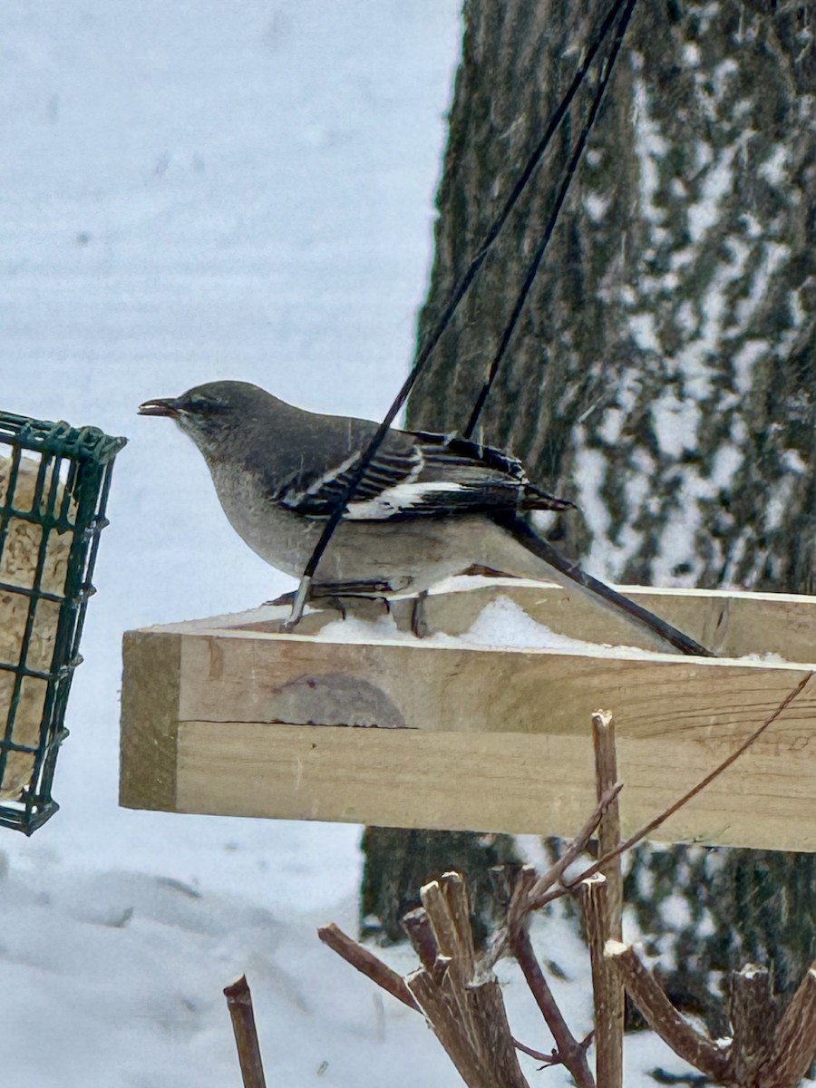 eBird Checklist - 29 Nov 2025 - Home Feeders - 16 species