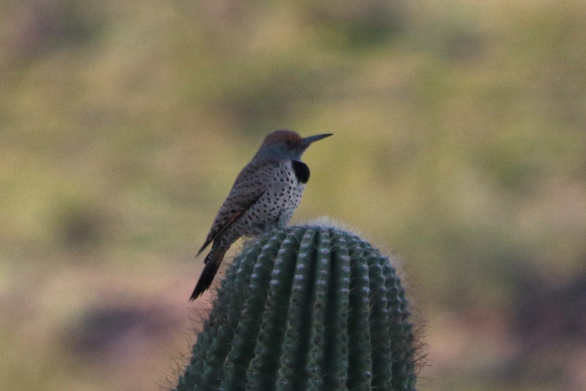 eBird Checklist - 29 Nov 2025 - Lookout Mountain Preserve - 11 species