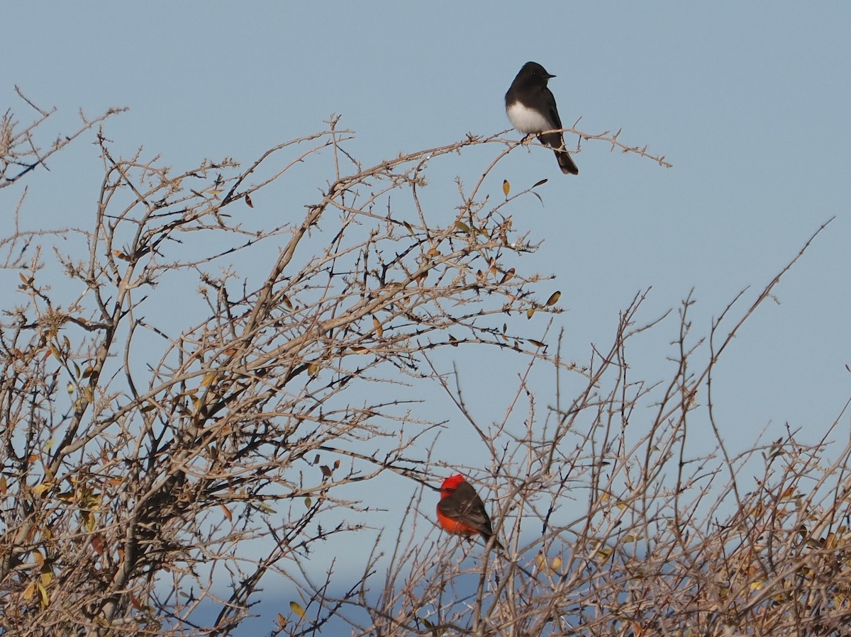 eBird Checklist - 28 Nov 2025 - Piute Ponds (permit required) - 3 species