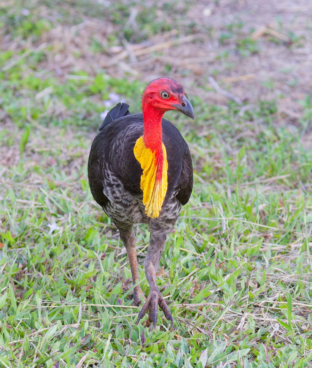 eBird Checklist - 2 Nov 2025 - Cairns Esplanade--Northern End - 33 species