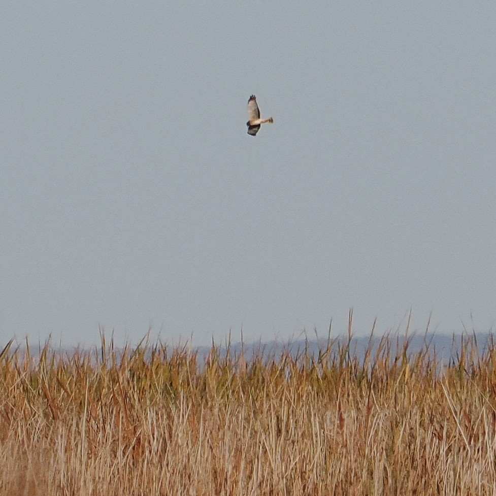 eBird Checklist - 28 Nov 2025 - Piute Ponds (permit required) - 2 ...