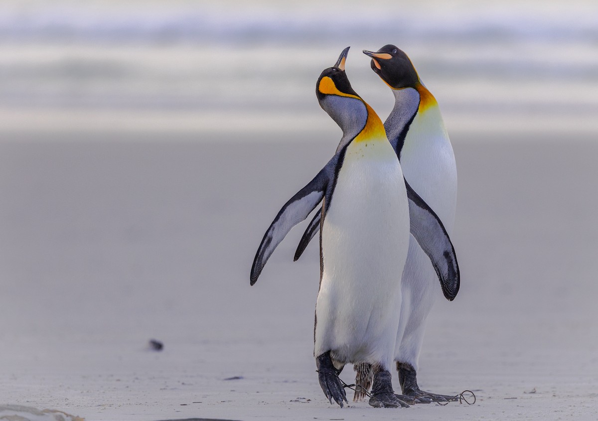 ML646102294 - King Penguin - Macaulay Library