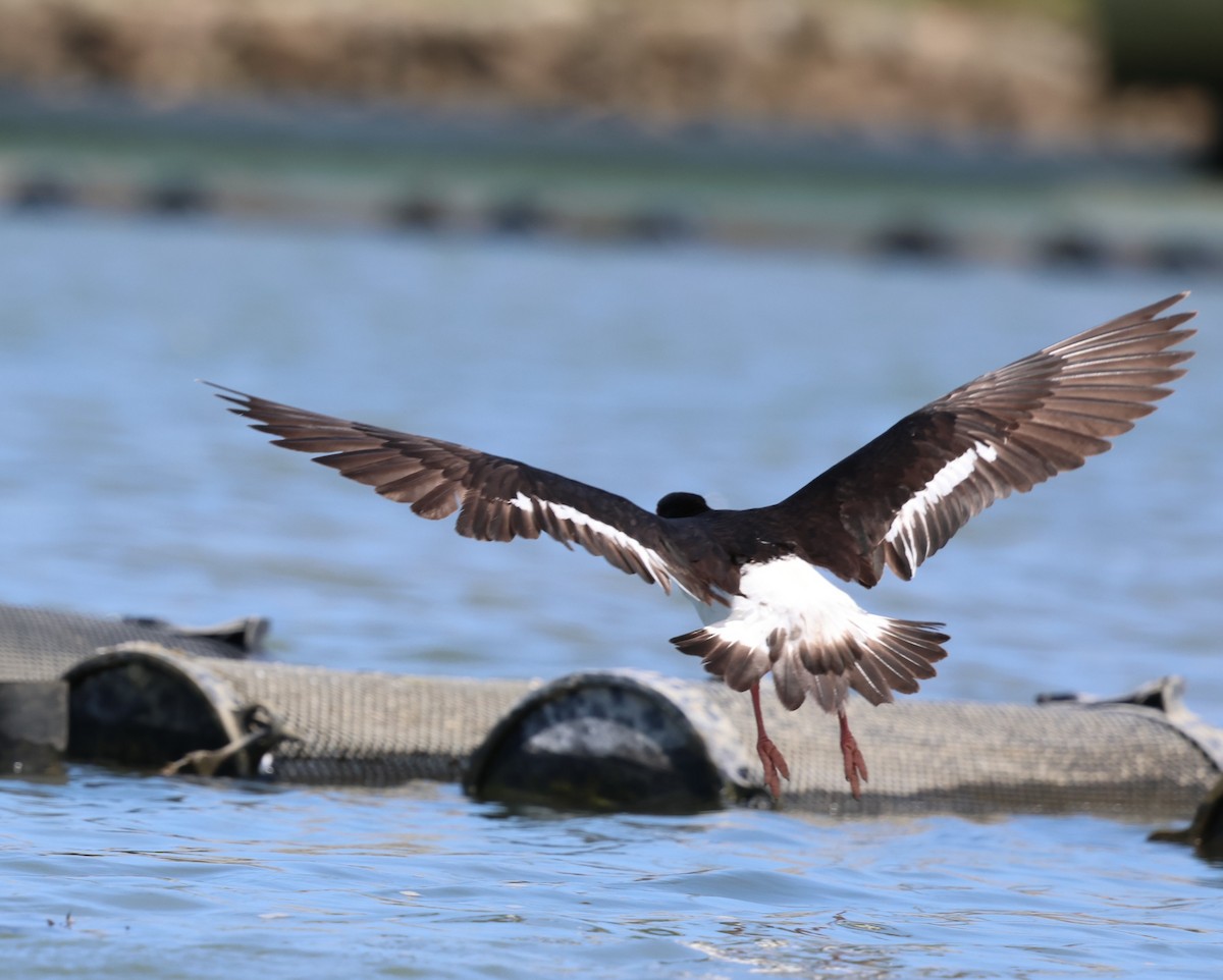 eBird Checklist - 30 Nov 2025 - Henry Kendall Reserve - 19 species