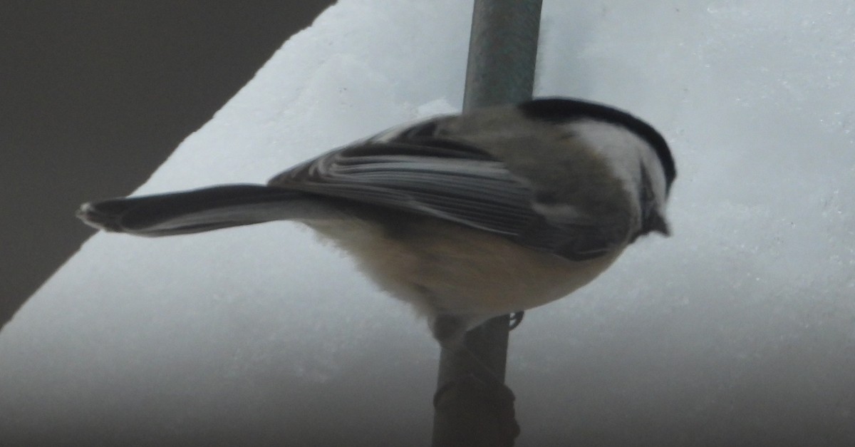 eBird Checklist - 30 Nov 2025 - my house - 12 species