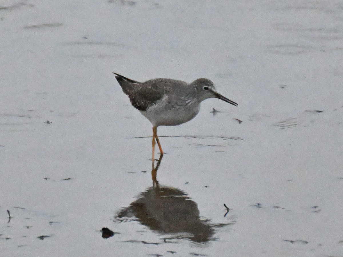 eBird Checklist - 30 Nov 2025 - Grand Manan--Castalia Marsh - 9 species