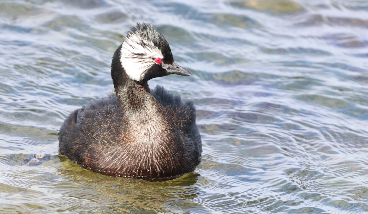 ML646149070 - White-tufted Grebe - Macaulay Library