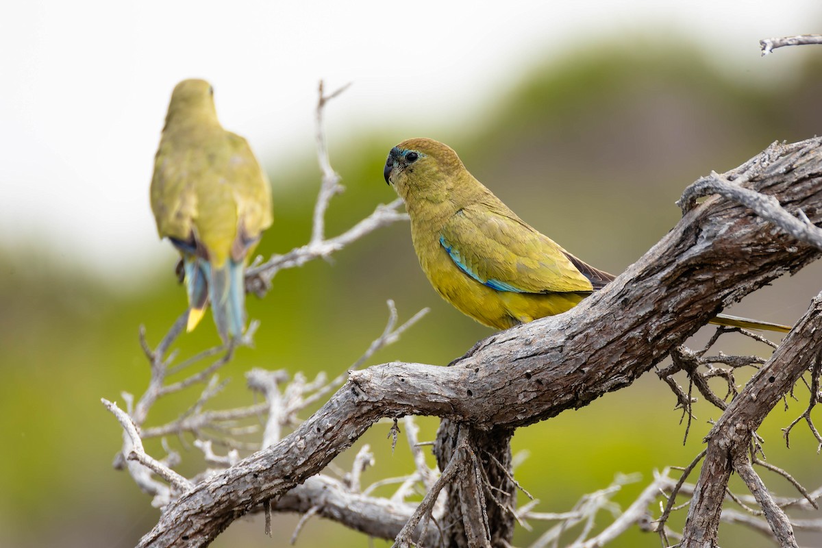 ML646170059 - Rock Parrot - Macaulay Library