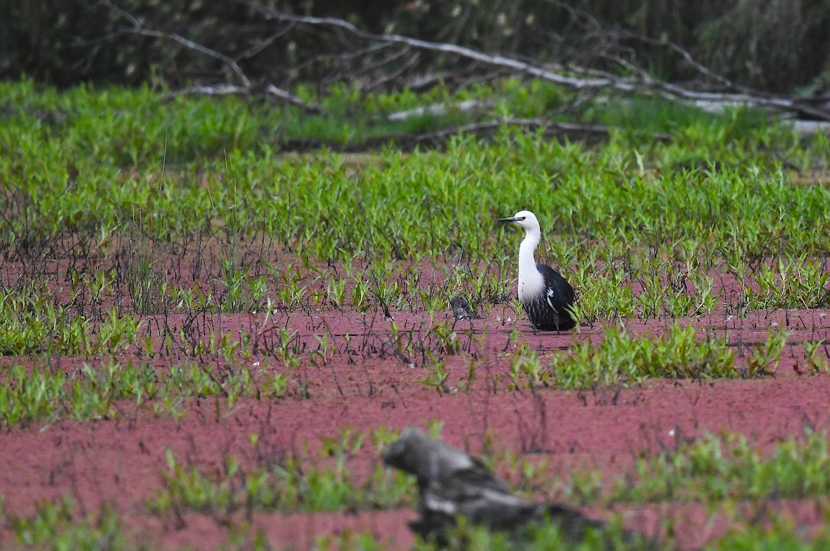 eBird Checklist - 1 Dec 2025 - Cussen Park - 2 species