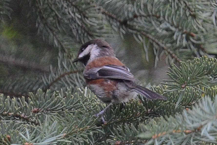 eBird Checklist - 6 Jun 2025 - 184 Olympic Mountain Loop, Anchorage ...