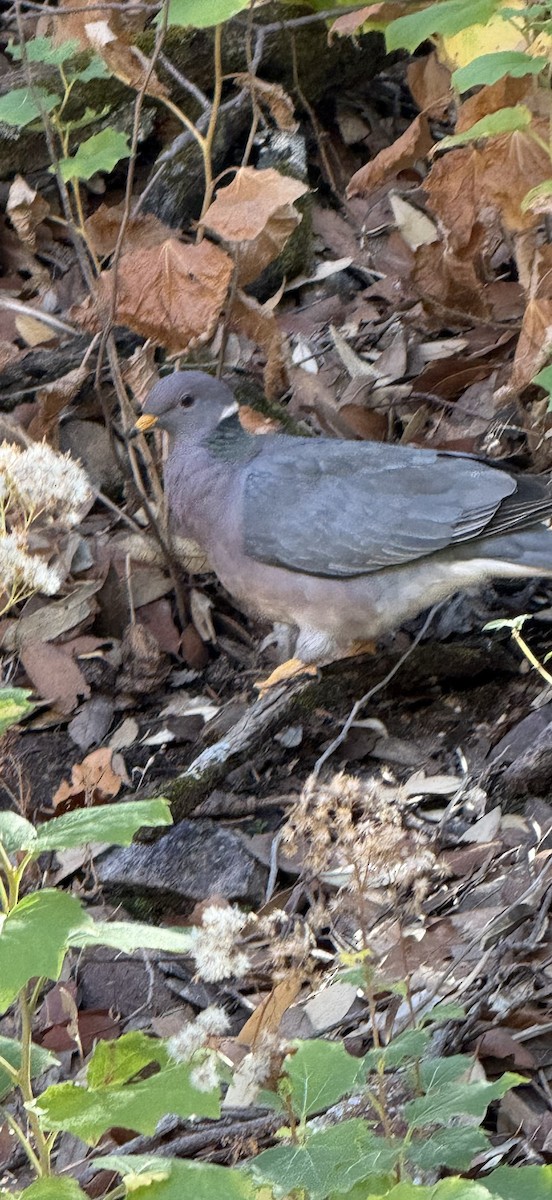 eBird Checklist - 1 Dec 2025 - Ramsey Canyon Preserve (formerly Mile Hi ...