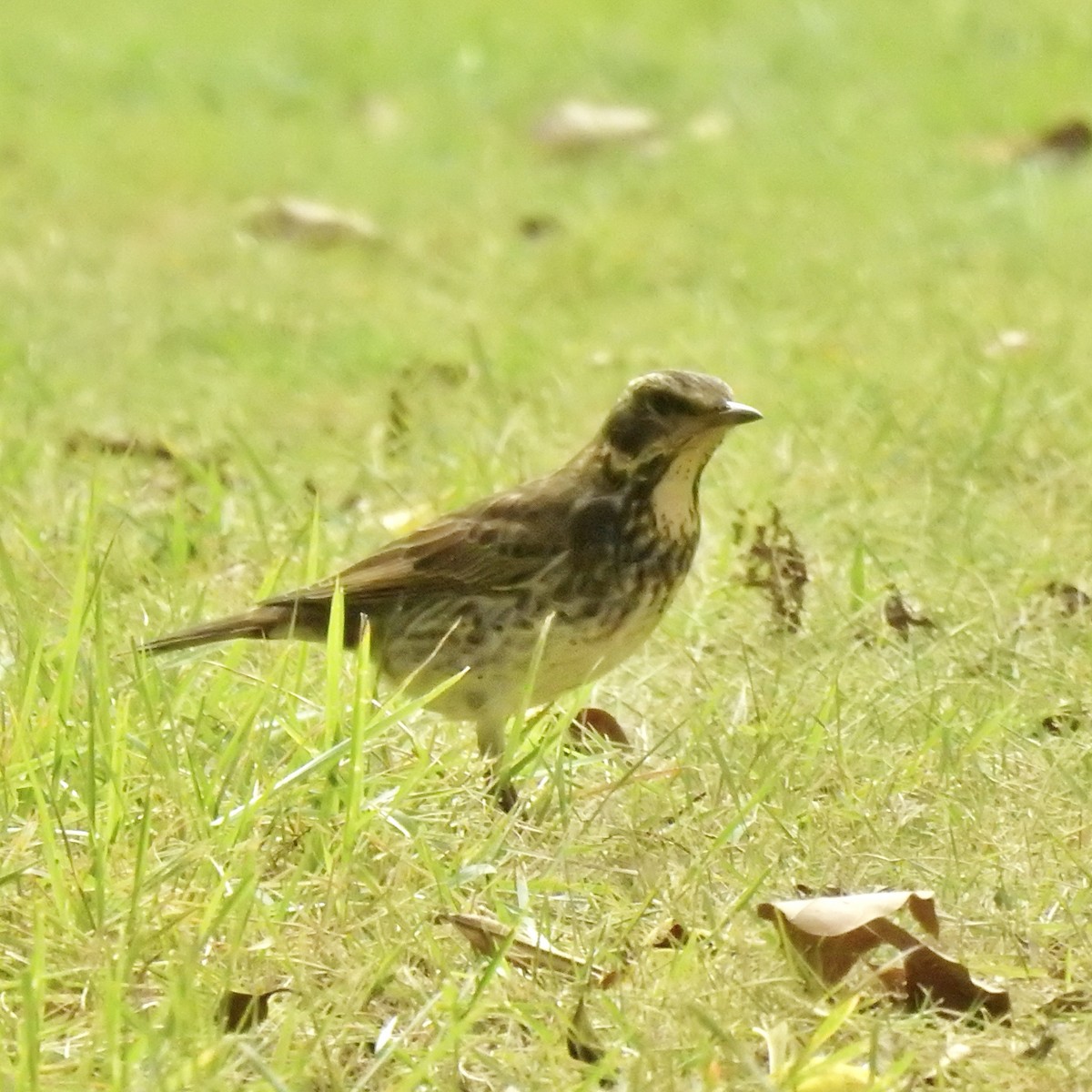 ML646239510 - Dusky Thrush - Macaulay Library
