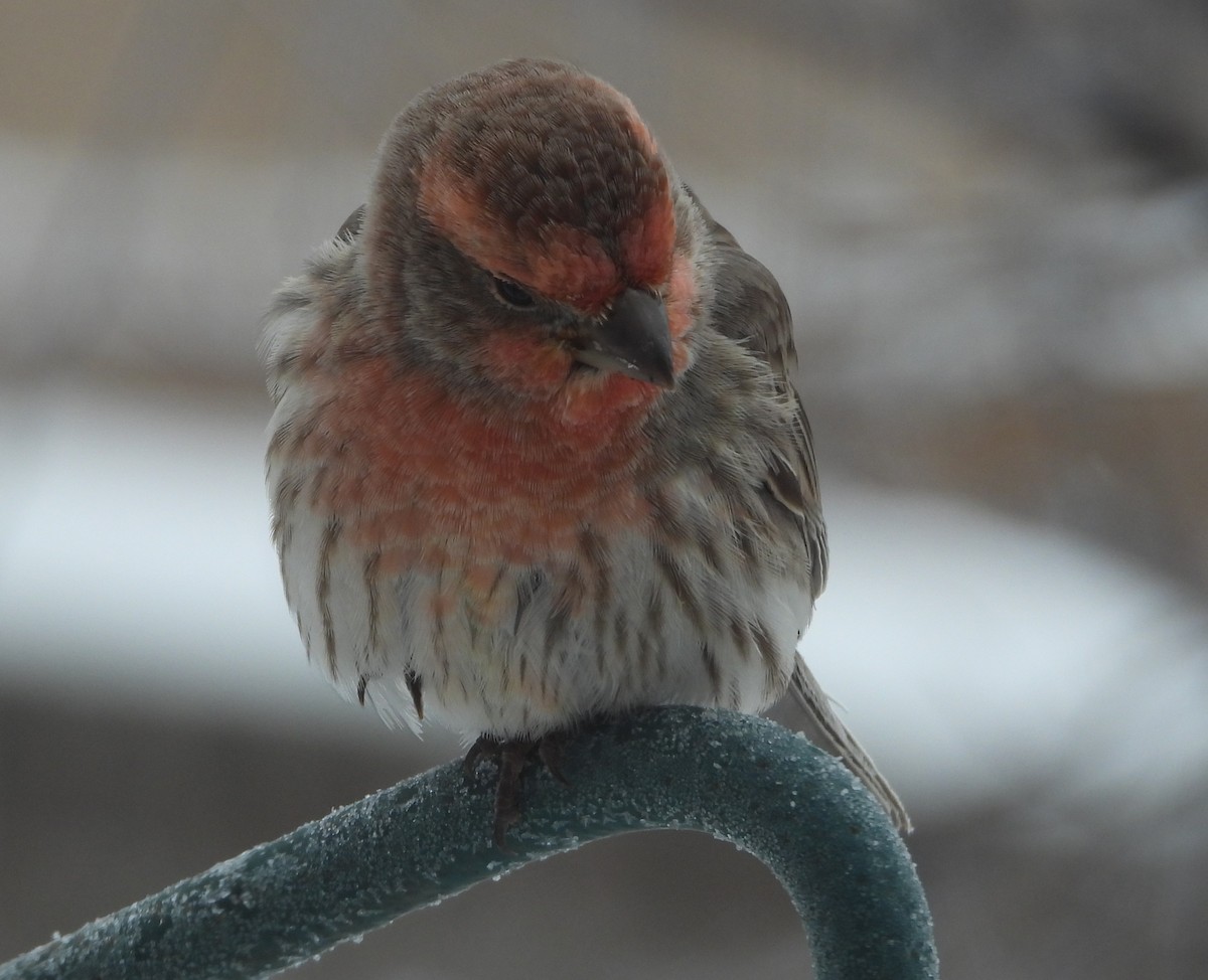 eBird Checklist - 2 Dec 2025 - my house - 9 species (+1 other taxa)