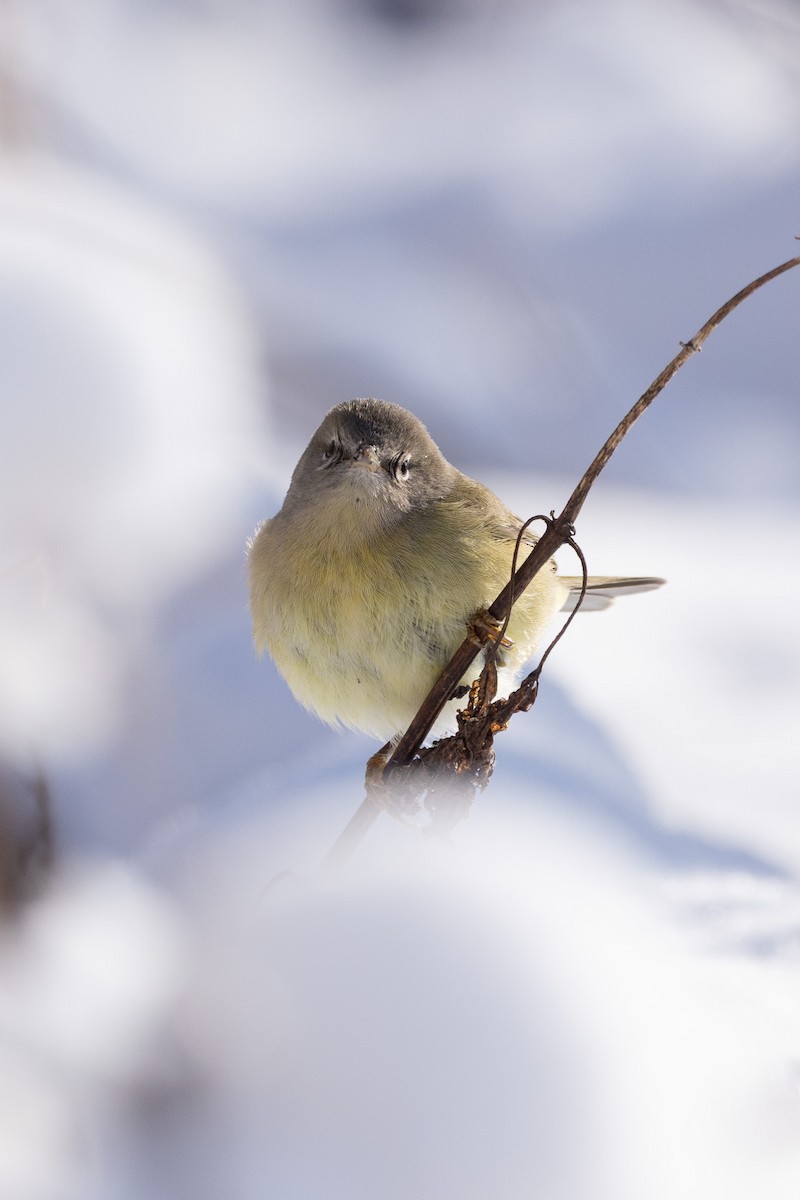 eBird Checklist - 2 Dec 2025 - Montrose Point Bird Sanctuary, Lincoln ...