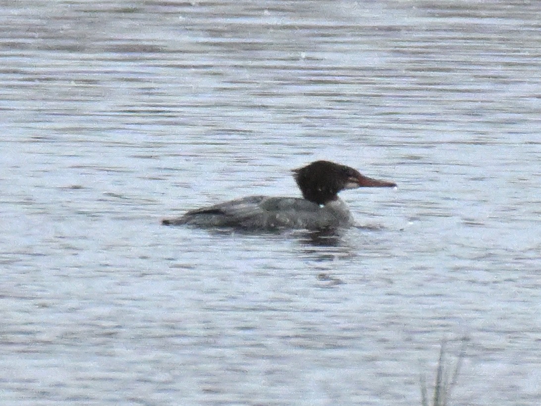 eBird Checklist - 2 Dec 2025 - Grand Manan--Castalia Marsh - 6 species