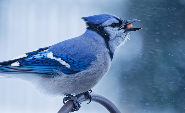 Minnesota eBird January Spotlight Images - eBird Minnesota