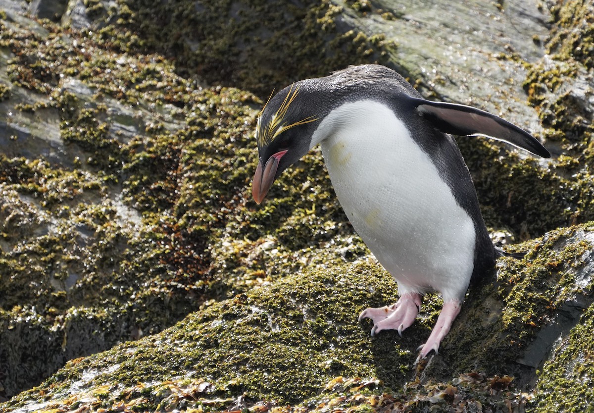 ML646265978 - Macaroni Penguin - Macaulay Library