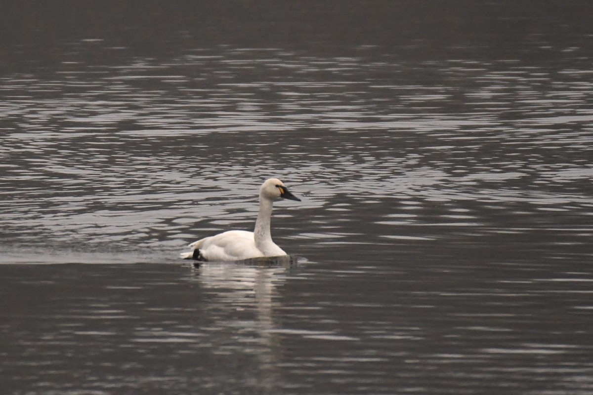 eBird Checklist - 2 Dec 2025 - Blind Slough--Picnic Area and Crystal ...