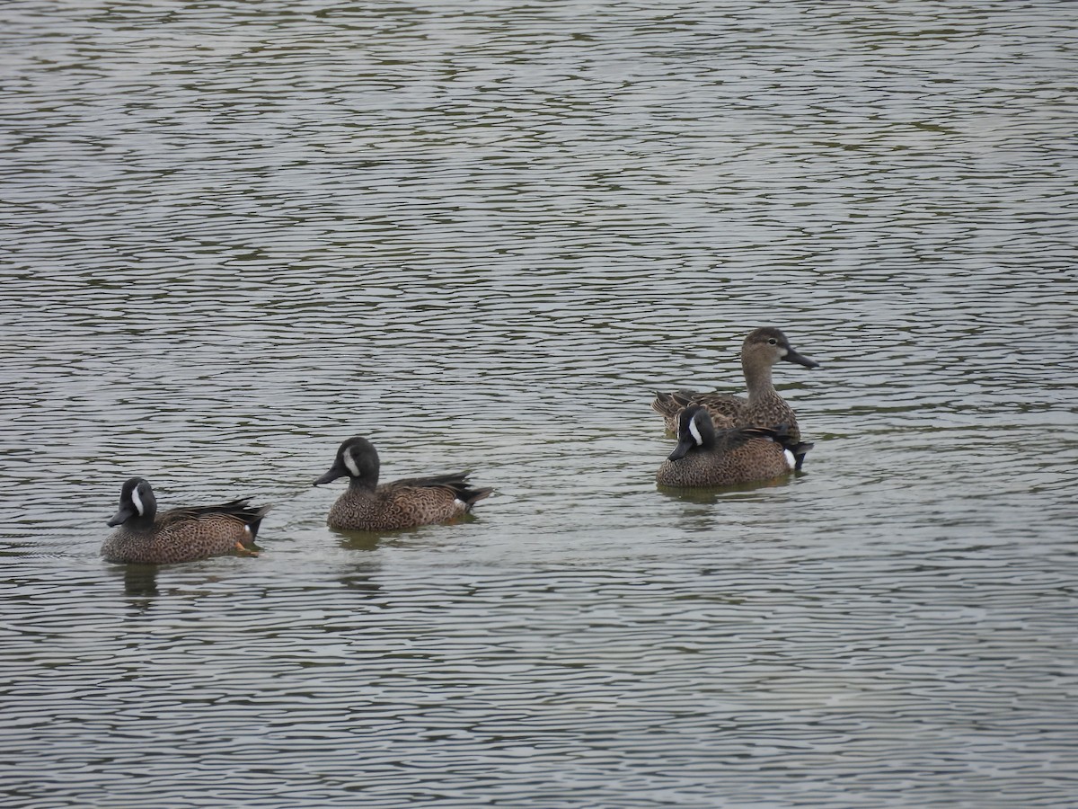 eBird Checklist - 3 Dec 2025 - Pond in Timber Oaks Neighborhood - 11 ...