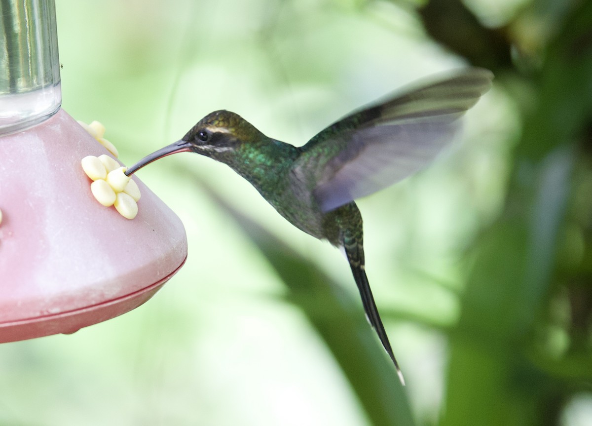 eBird Checklist - 9 Nov 2025 - Sendero Frutti Tour & Birdwatching - 45 ...