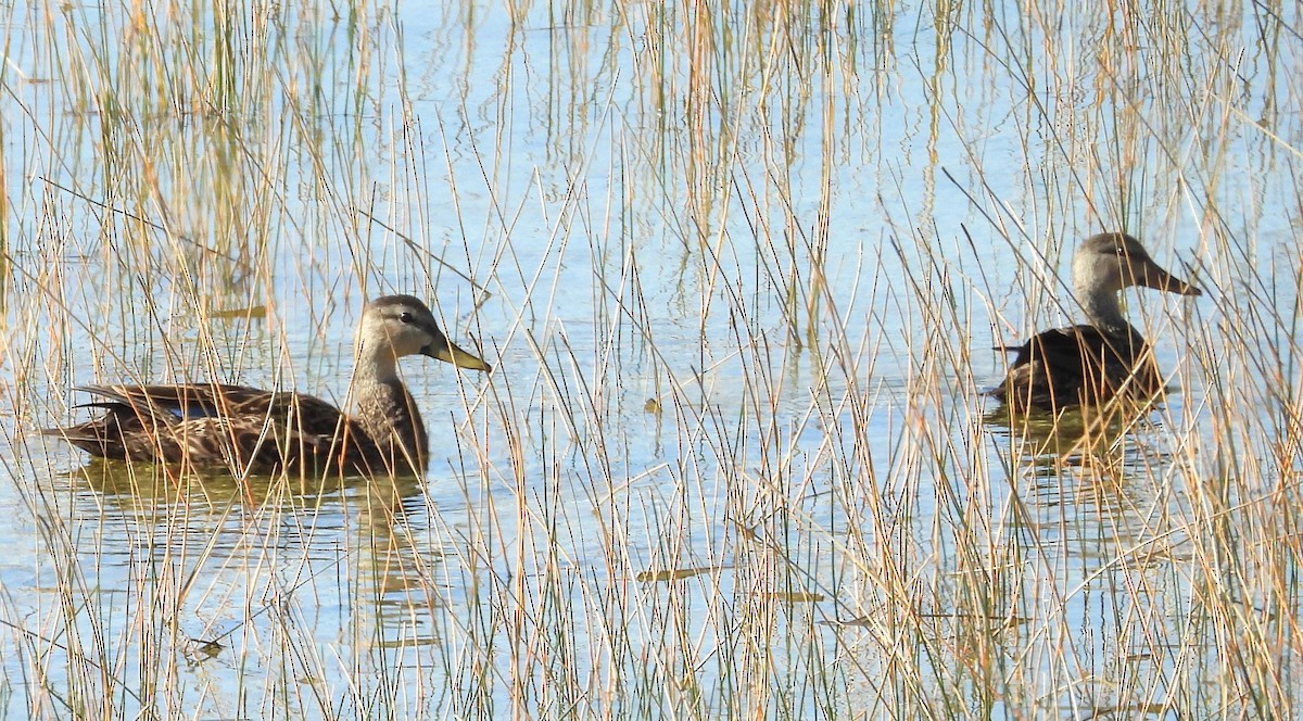 eBird Checklist - 3 Dec 2025 - Fran Reich Preserve SFWMD - 46 species