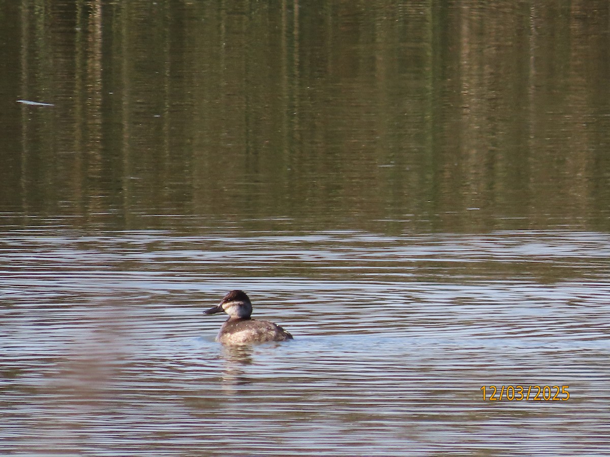 eBird Checklist - 3 Dec 2025 - UC Natural Reserve System Ponds 4-11 ...