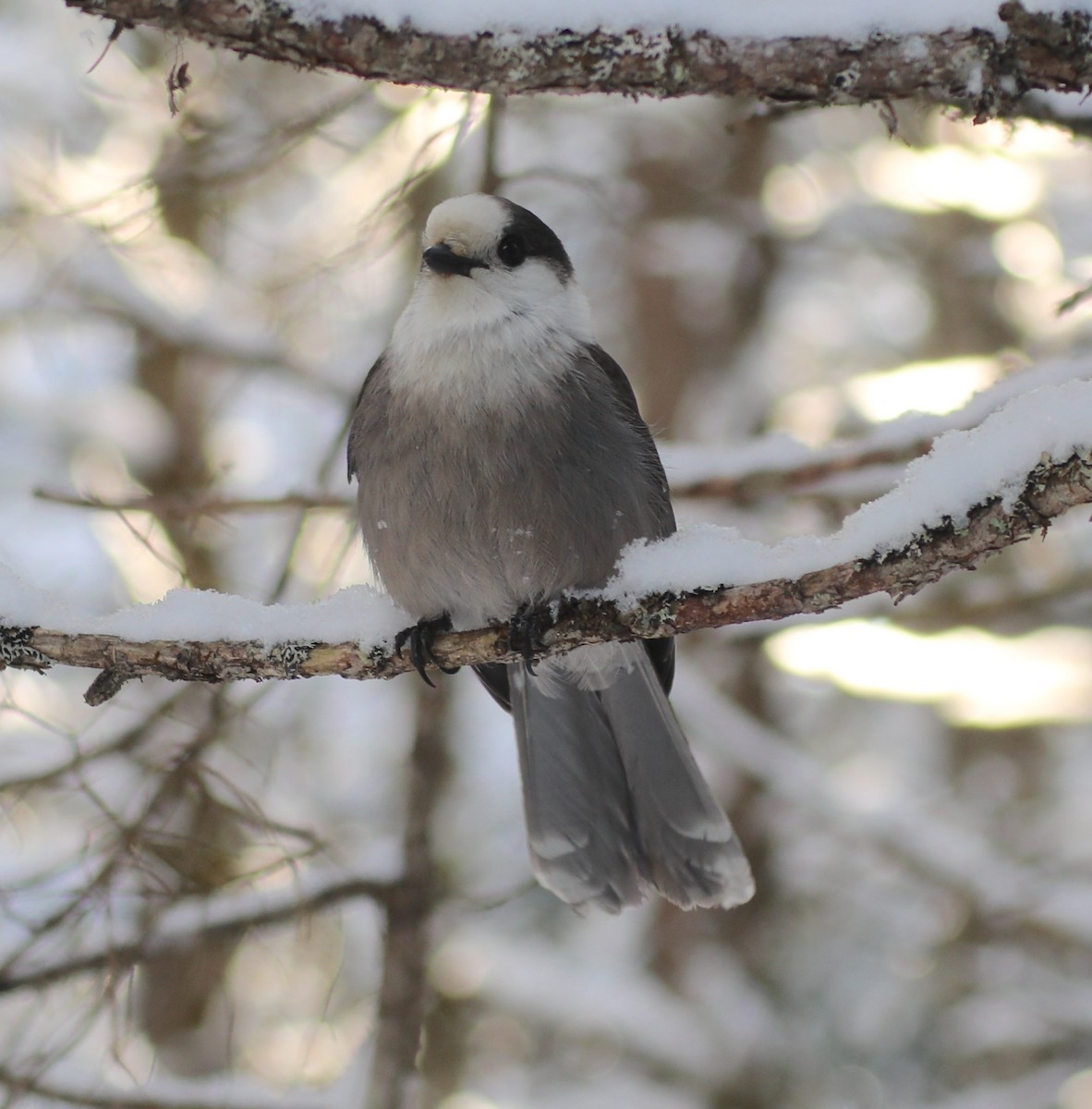 eBird Checklist - 3 Dec 2025 - Moose Bog, Wenlock WMA - 6 species