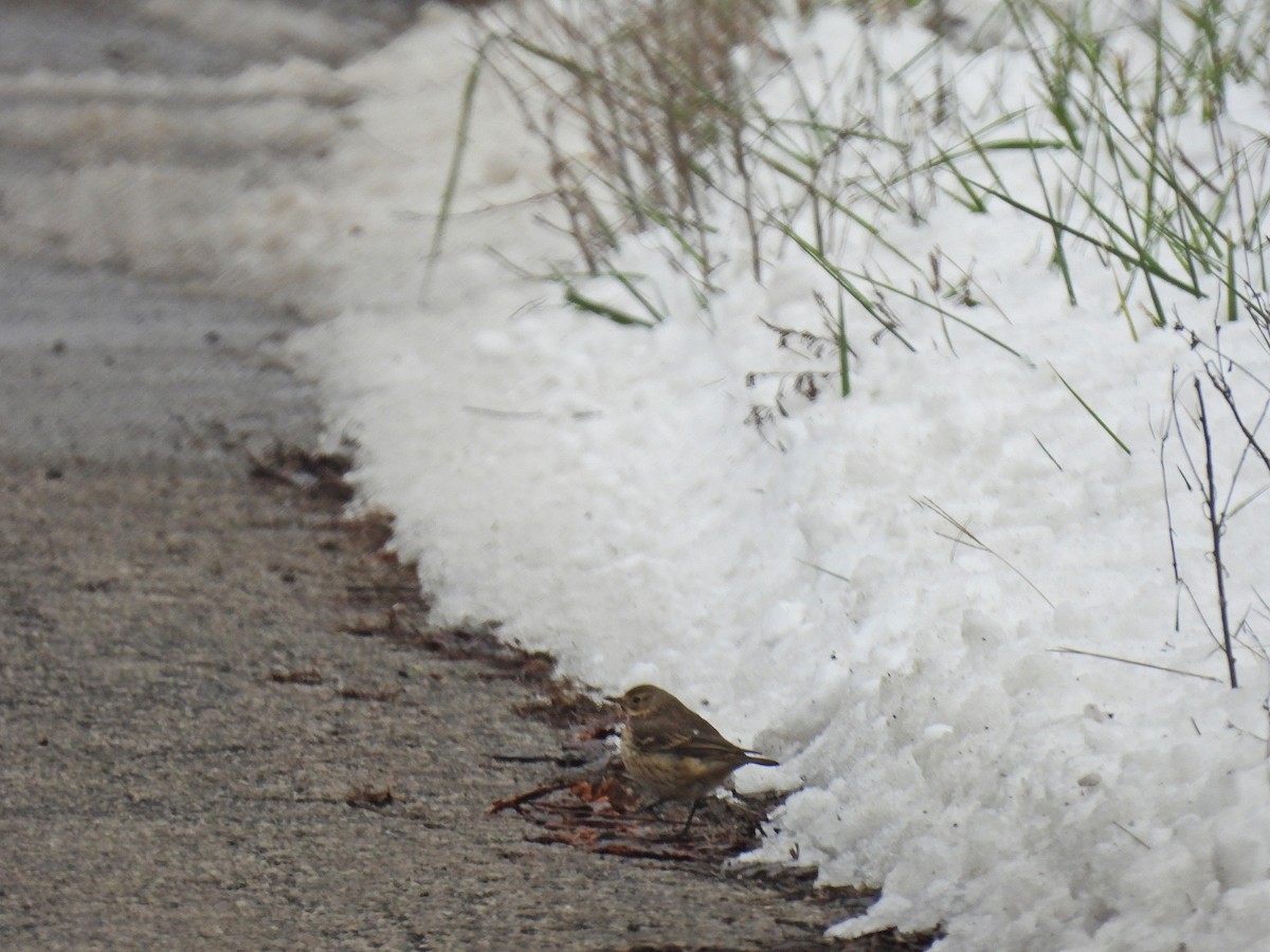 ML646326573 - American Pipit - Macaulay Library