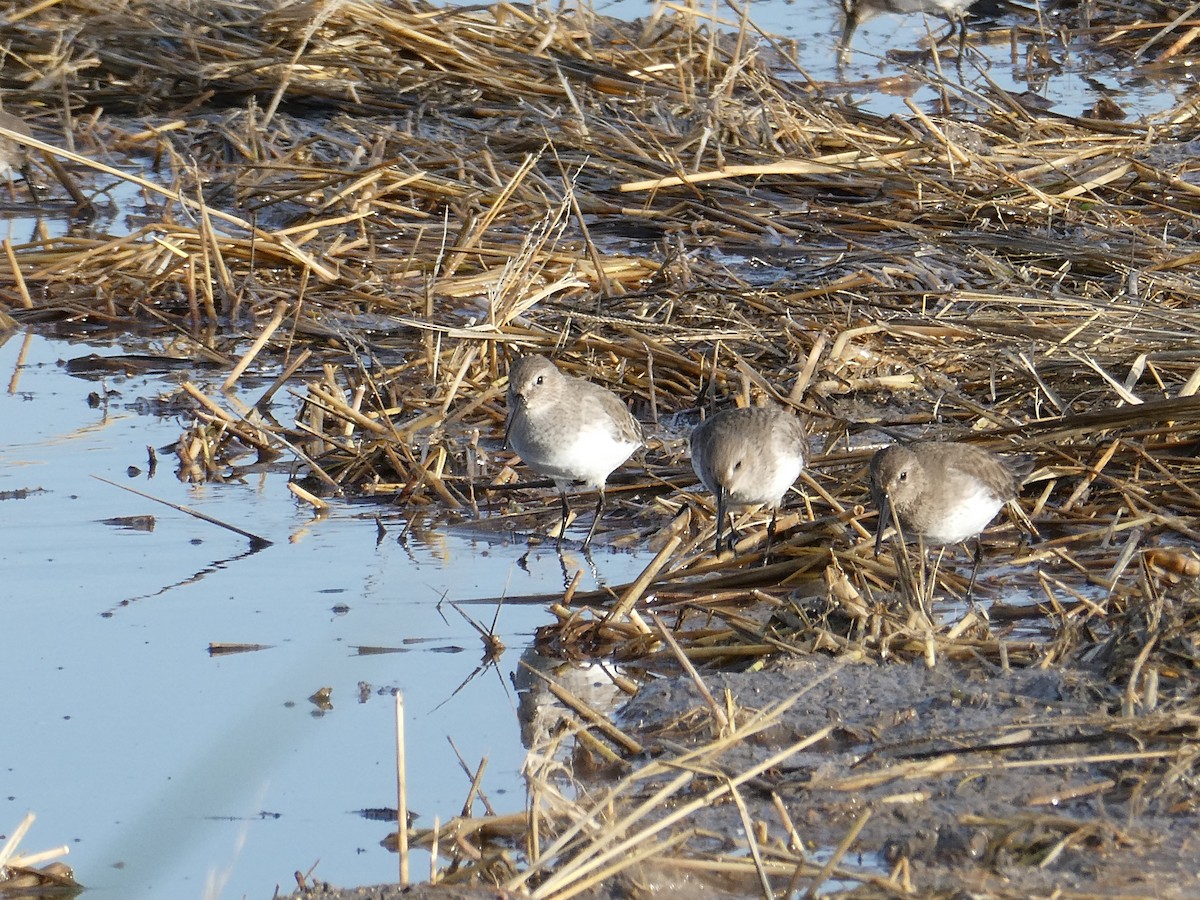 eBird Checklist - 3 Dec 2025 - Natomas Rd. ACOE project area (Sutter Co ...