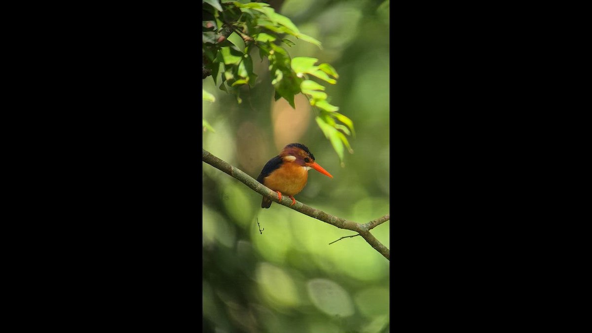 eBird Checklist - 4 Dec 2025 - Budongo Forest Reserve--Royal Mile - 44 ...