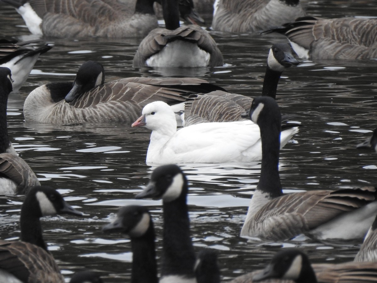 ML646362735 - Ross's Goose - Macaulay Library