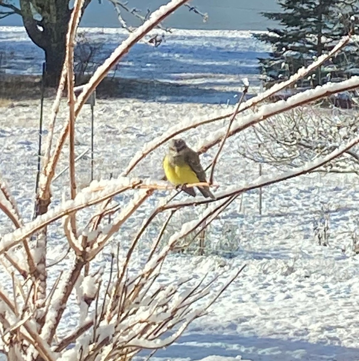 eBird Checklist - 3 Dec 2025 - Butler House - 1 species