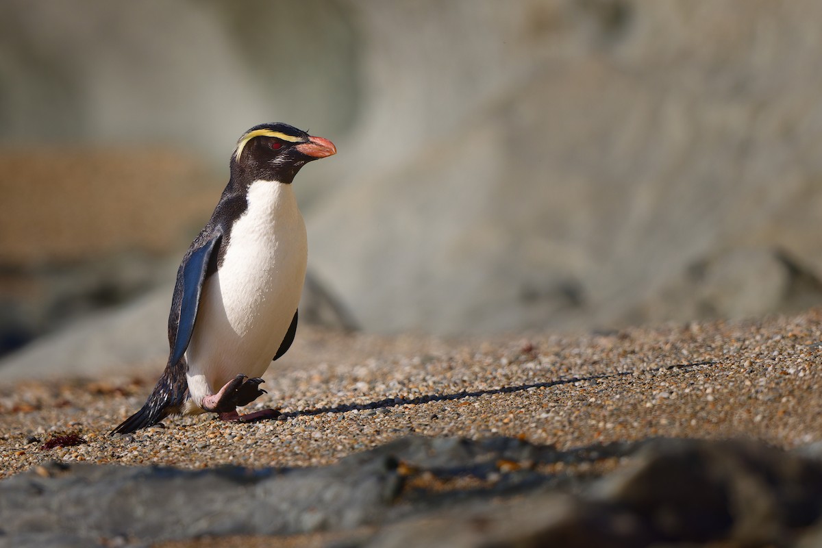 ML646437730 - Fiordland Penguin - Macaulay Library