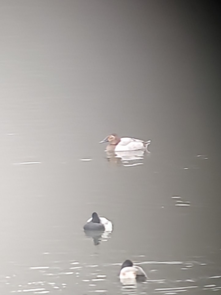 eBird Checklist - 5 Dec 2025 - Fort Patrick Henry Dam (KBT) - 28 species