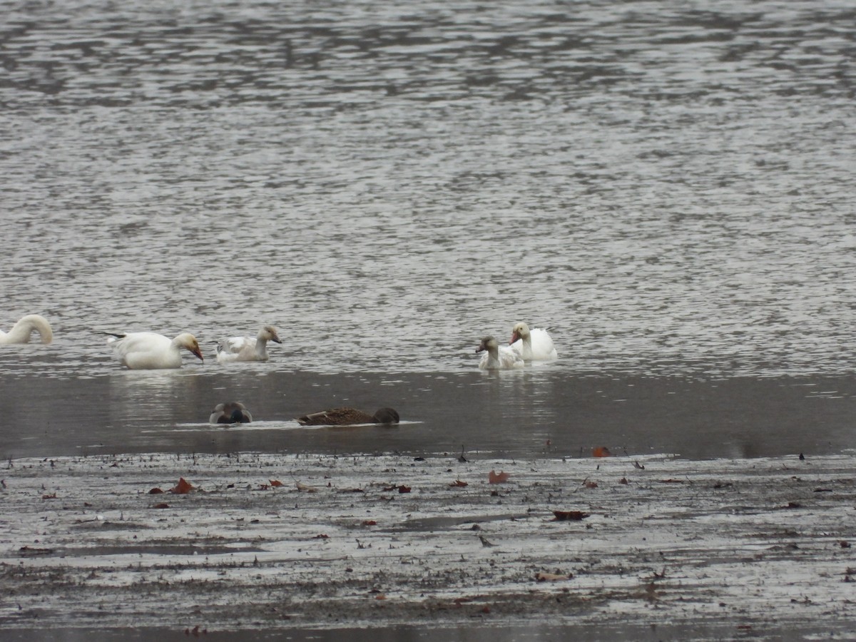 eBird Checklist - 5 Dec 2025 - Cheat Lake--South of I-68 - 23 species ...