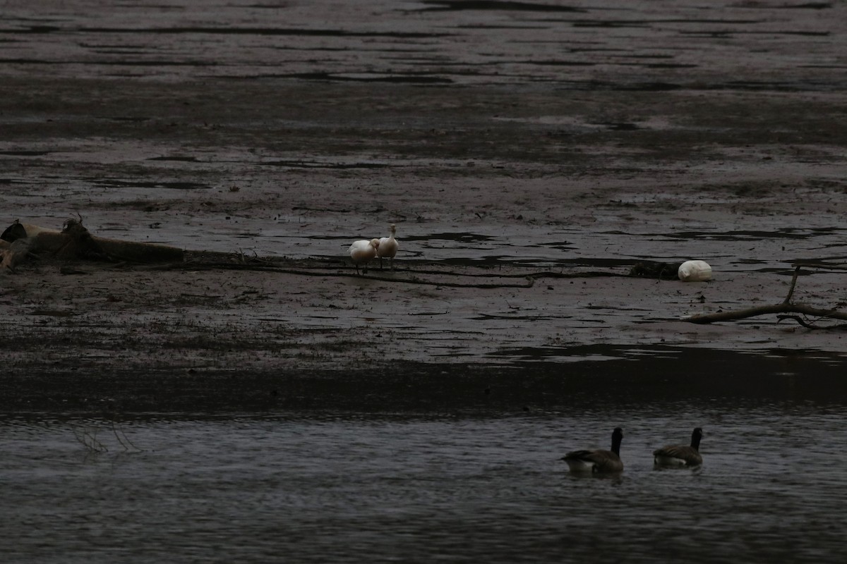 eBird Checklist - 6 Dec 2025 - Cheat Lake--I-68 Bridge - 9 species