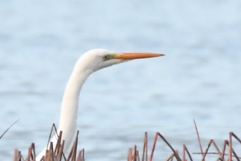 eBird Checklist - 5 Dec 2025 - Blind Slough - Swan Observatory - 3 species