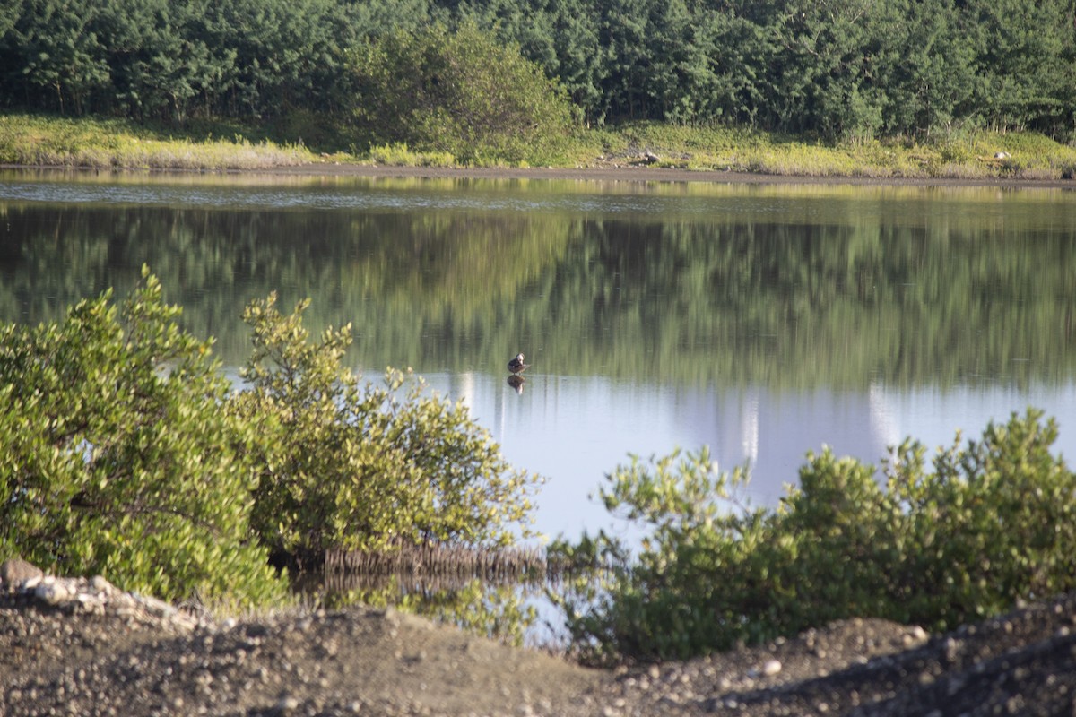 eBird Checklist - 6 Dec 2025 - Guantánamo Bay Windward - 39 species