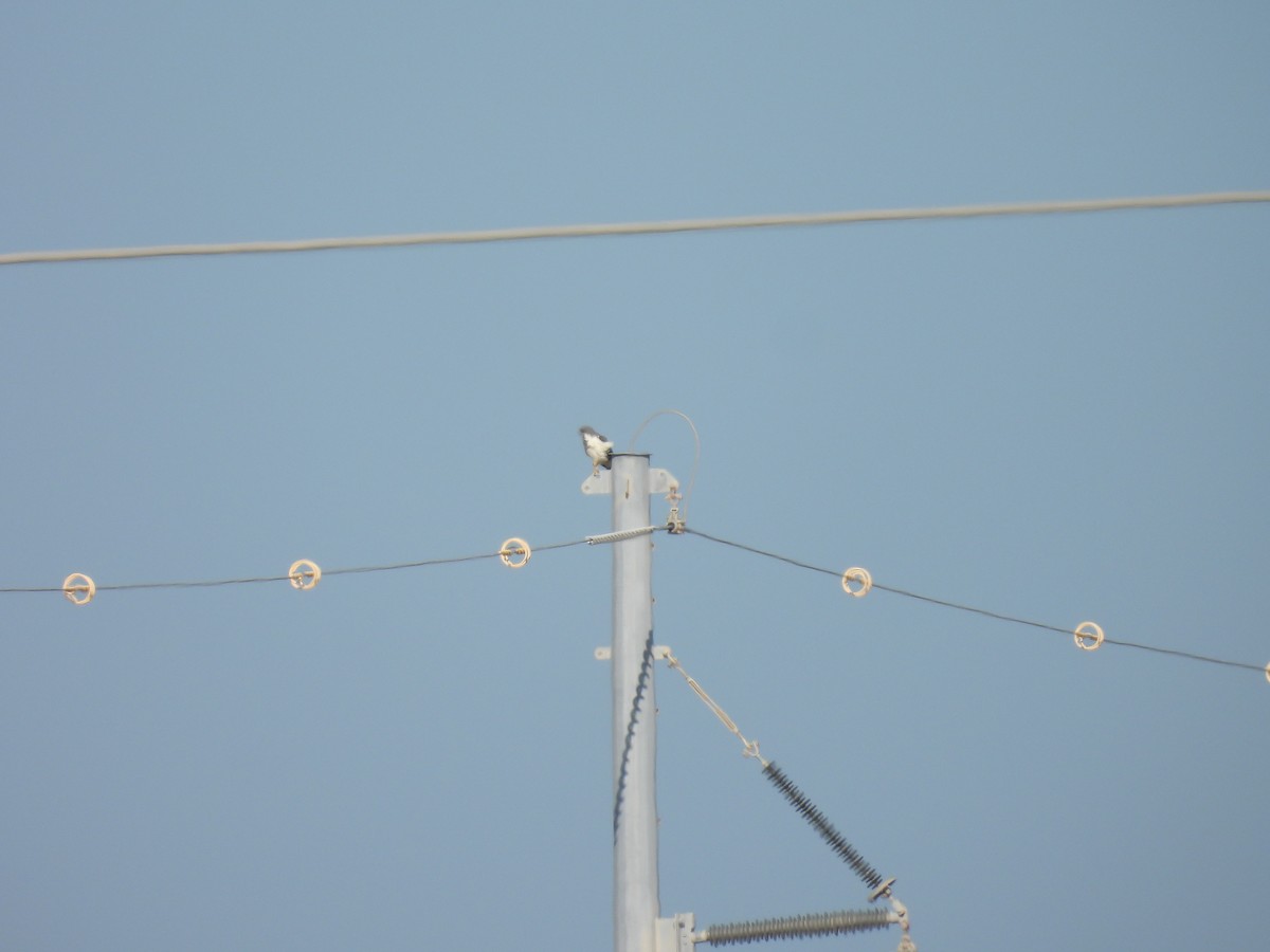 ML646564006 - White-tailed Hawk - Macaulay Library